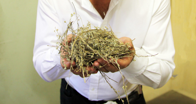 How is absinthe made?