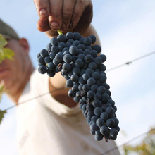 Bushfire grapes are being distilled into spirits