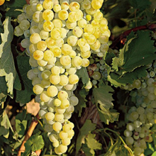 Savatiano grape variety