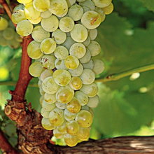 Assyrtiko grape variety