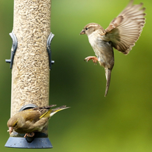 On this day 03 February - A Feast for the Feathered