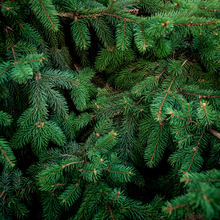 On this day 19 December - Look for an Evergreen Day