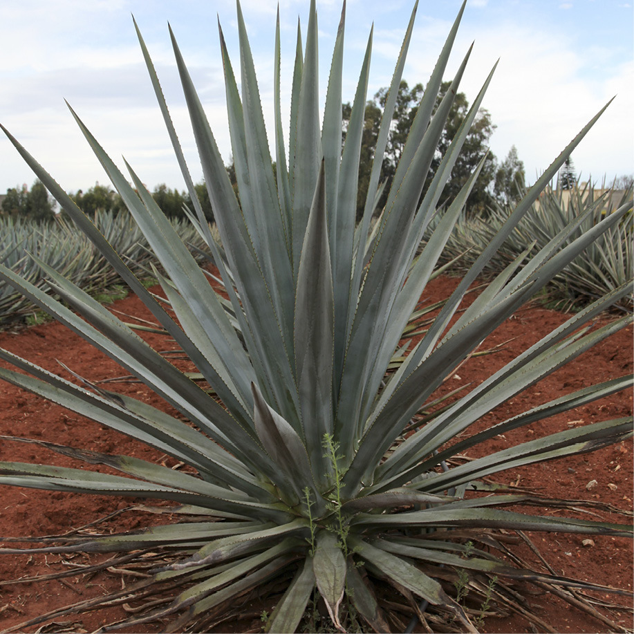What you should know about tequila